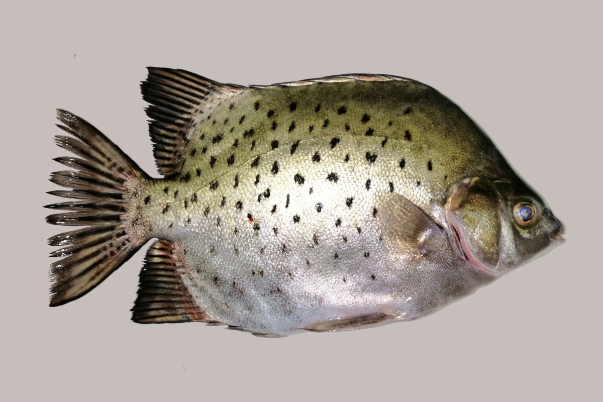 Jenis-Jenis Ikan Muara dan Mangrove - Hobi Mancing