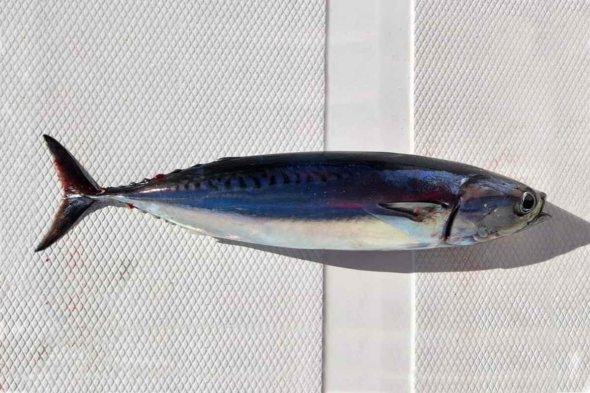 Mengenal Jenis-Jenis Ikan Tuna - Ikan Target Pemancing Laut Dalam ...