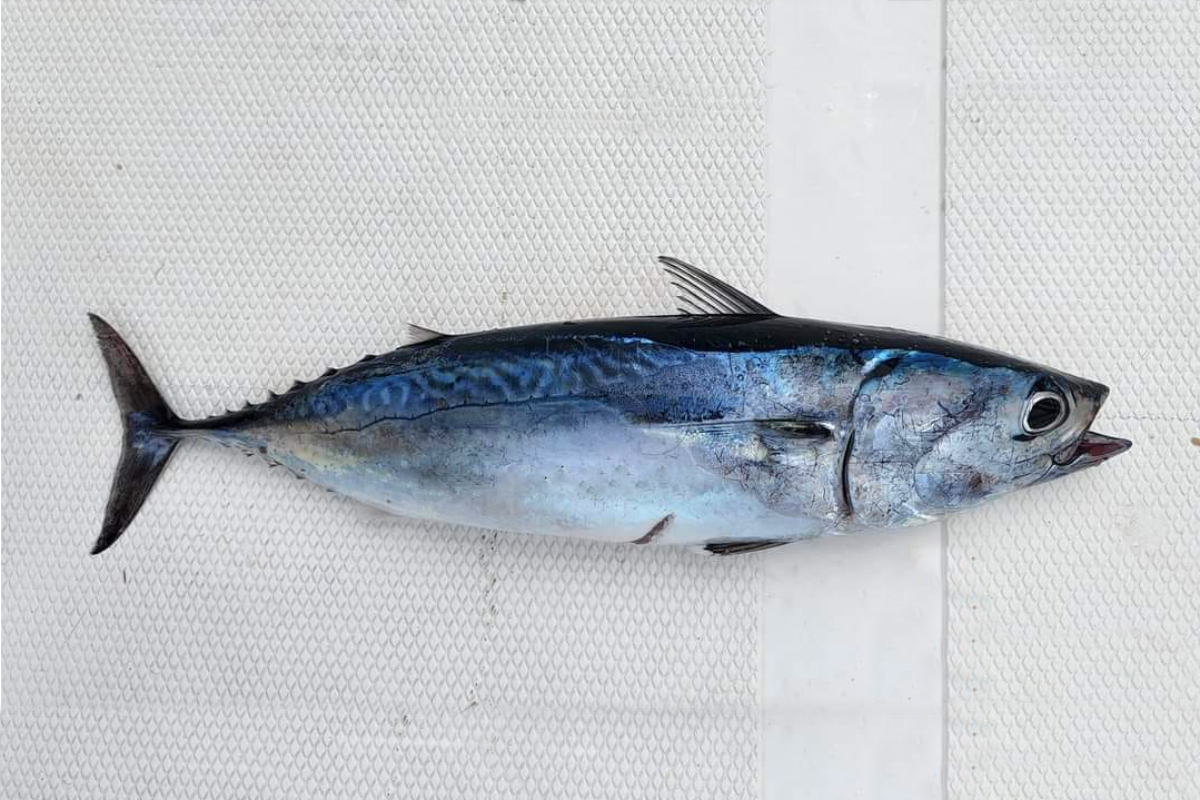 Mengenal Jenis-Jenis Ikan Tuna - Ikan Target Pemancing Laut Dalam ...