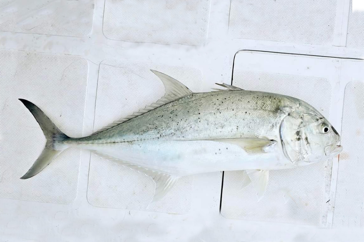Mengenal Jenis-Jenis Ikan Kuwe - Trevally Fish - Hobi Mancing