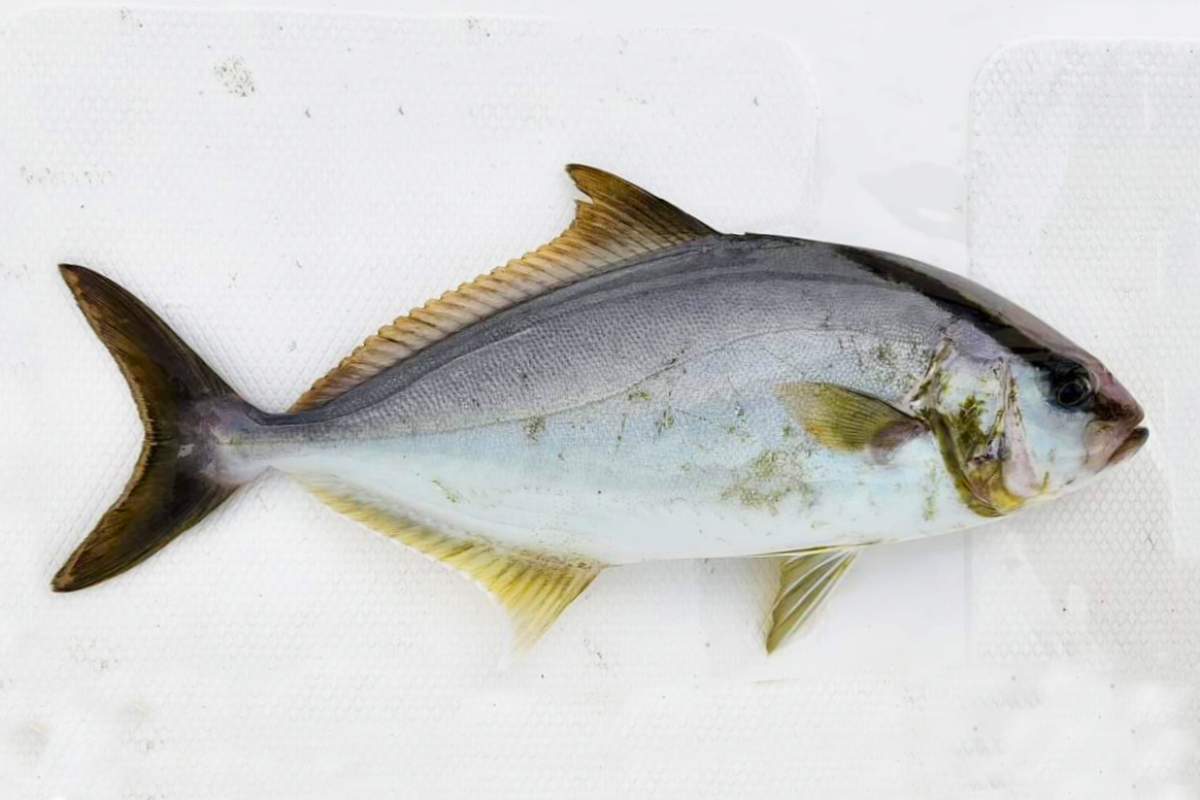 Mengenal Jenis-Jenis Ikan Kuwe - Trevally Fish - Hobi Mancing