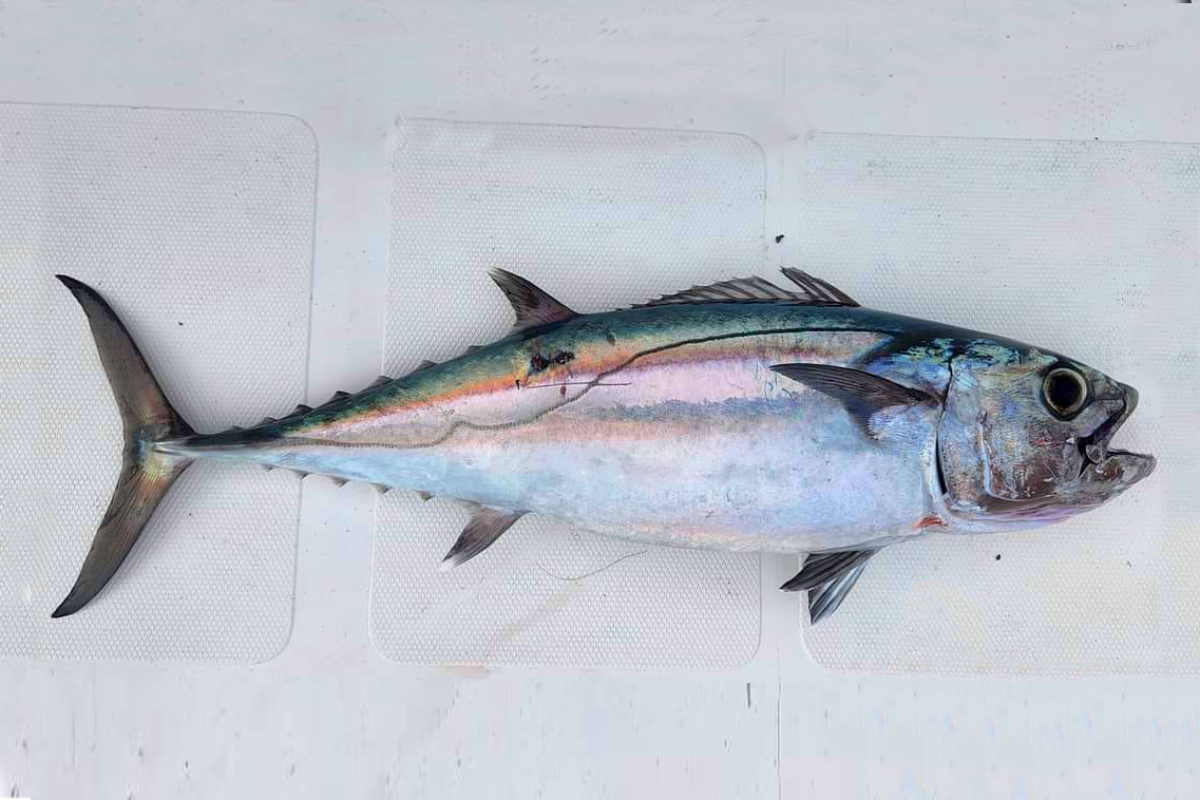 Mengenal Jenis-Jenis Ikan Tuna - Ikan Target Pemancing Laut Dalam ...