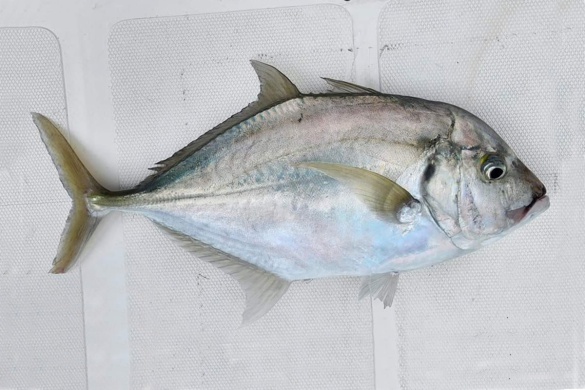 Mengenal Jenis-Jenis Ikan Kuwe - Trevally Fish - Hobi Mancing