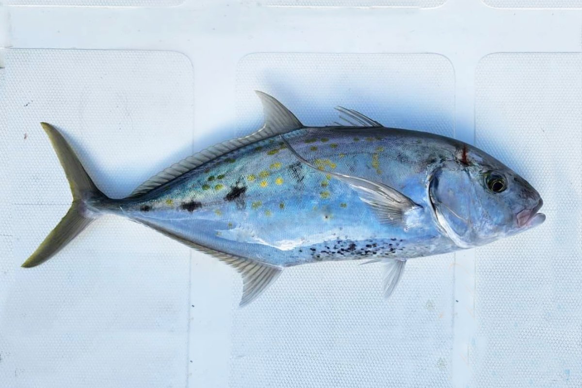 Mengenal Jenis-Jenis Ikan Kuwe - Trevally Fish - Hobi Mancing