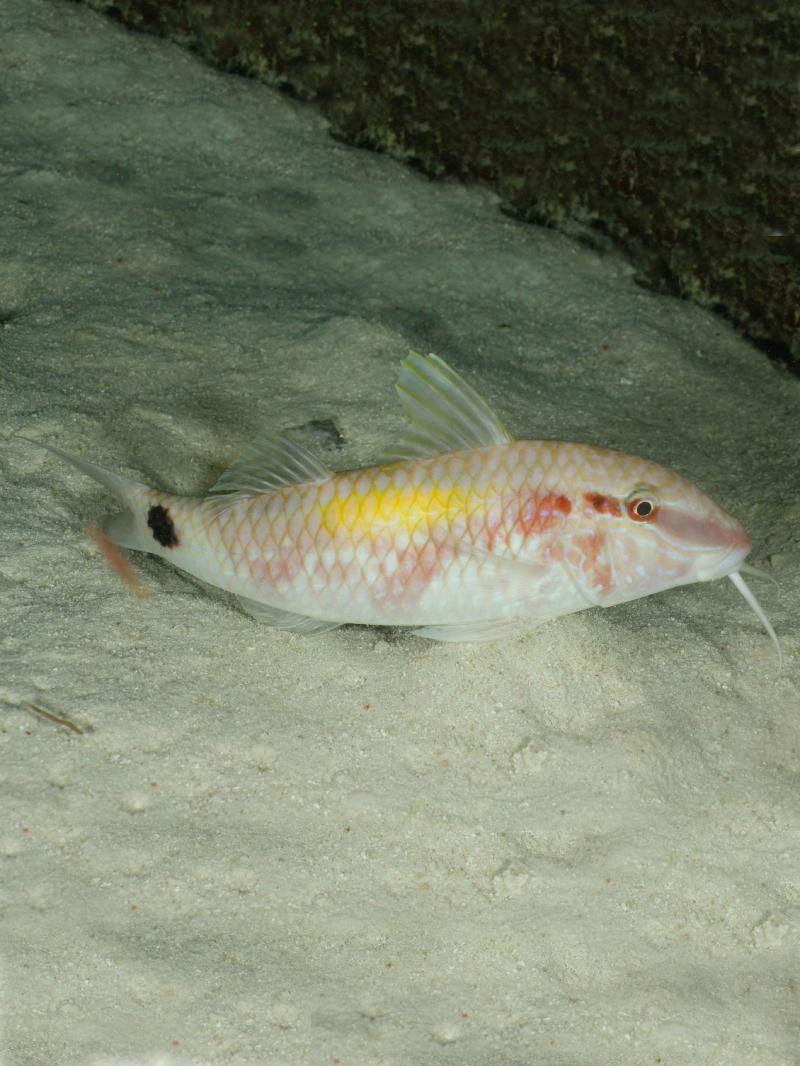 Nama-Nama Ikan Laut Dalam Bahasa Bugis Makassar - Hobi Mancing